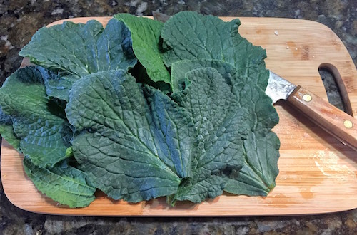 The Herb of Gladness – Borage – Terra Basics